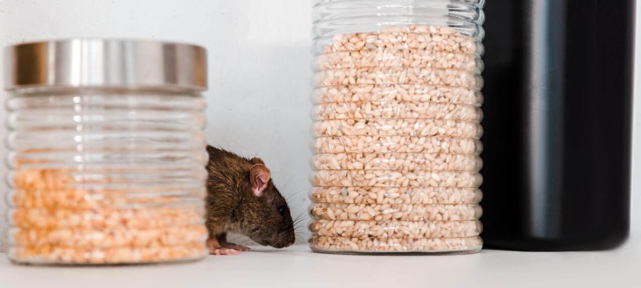 Ratten & Mäuse im Winter? So schützen Sie Ihr Zuhause!